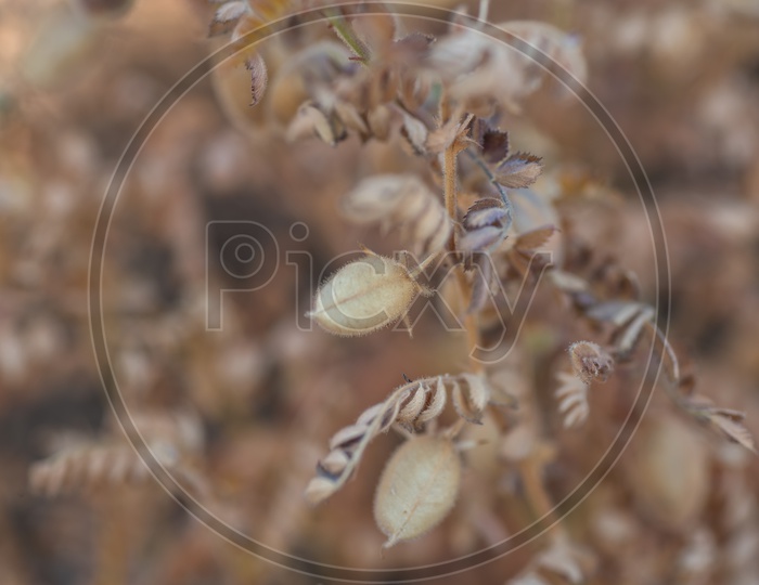 Image of Chickpeas Pods On Dried Plants Growing In an Agricultural Farm ...