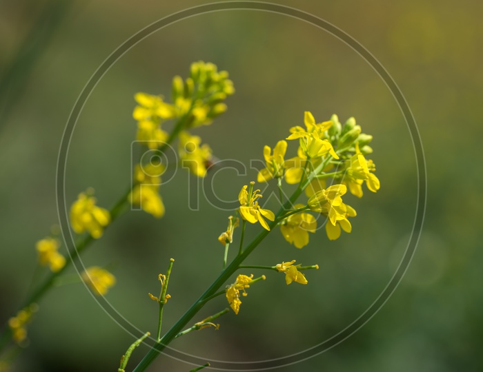 Image of Freshly Blooming Yellow Mustard Flowers in an Agricultural ...