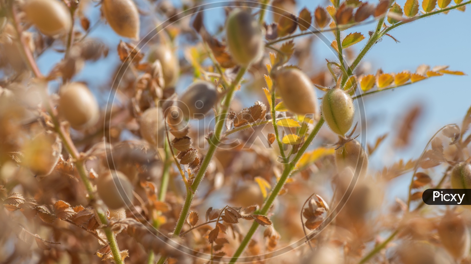 Image of Chickpeas Pods On Dried Plants Growing In an Agricultural Farm ...