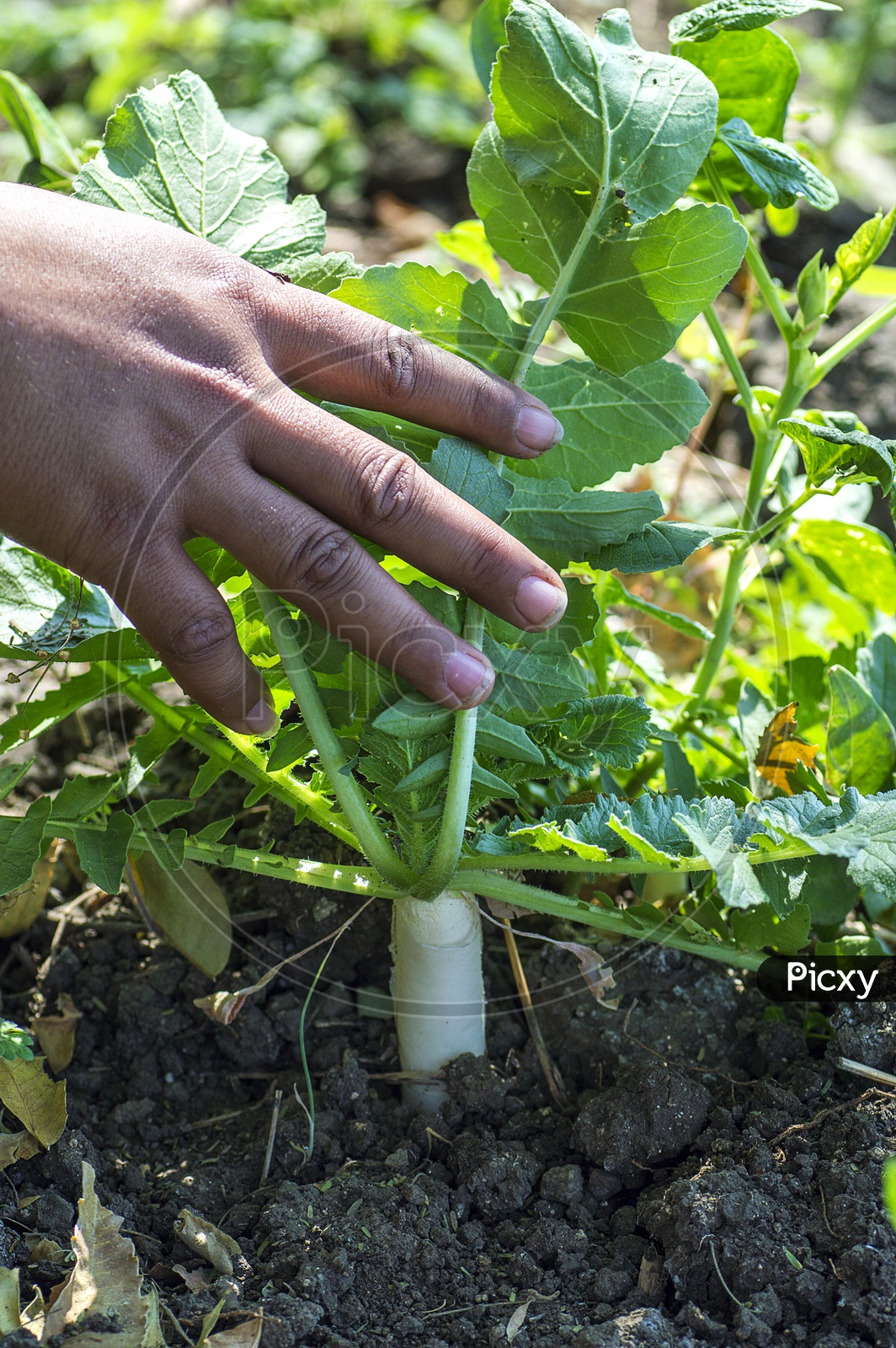 Image of Freshly Growing Radish Or Moolee Or Mullangi in an Organic ...