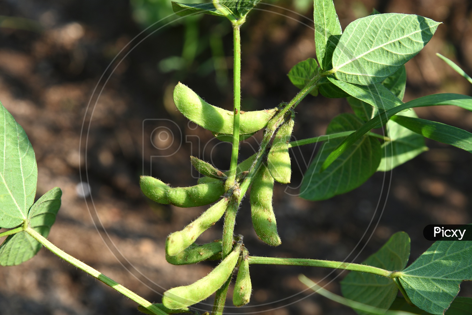 Image of Soya Beans Growing On Plants In an Agricultural Farm-QI392069 ...