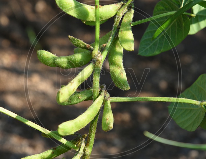 Image of Soya Beans Growing On Plants In an Agricultural Farm-LM903102 ...