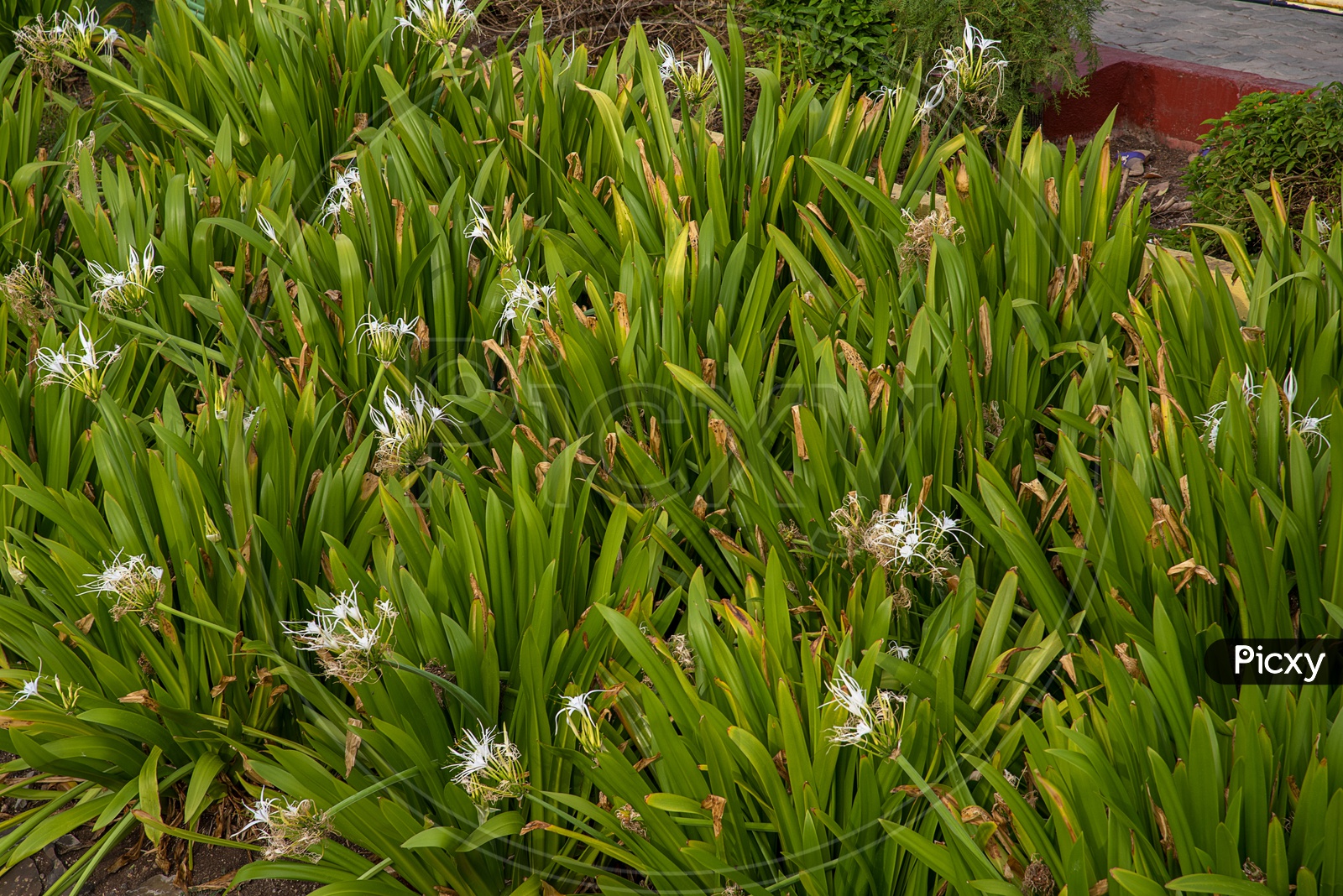 Image of Crinum Americanum or Swamp Lilly Flowers-LX137442-Picxy