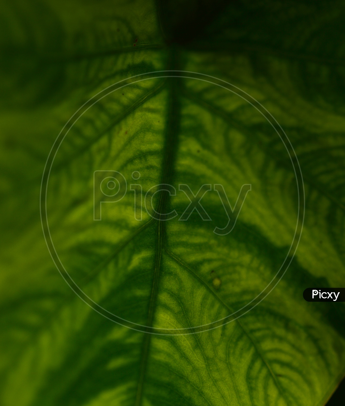 Image of Patterns On The Fresh Green Leaf Filled Background-OV930856-Picxy