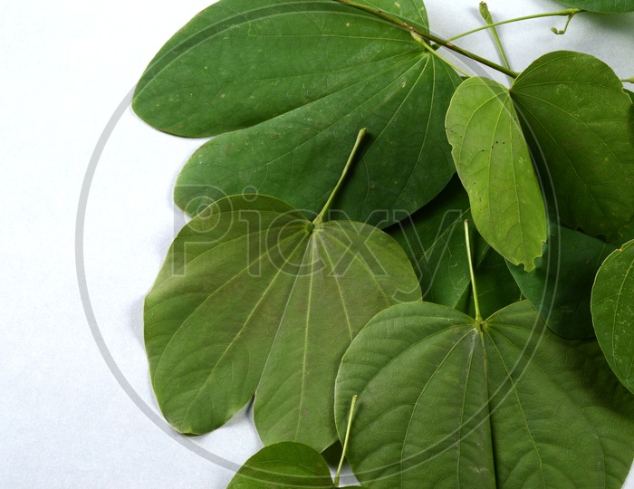 Image of Piliostigma Racemosum Leafs On An Isolated White Background ...