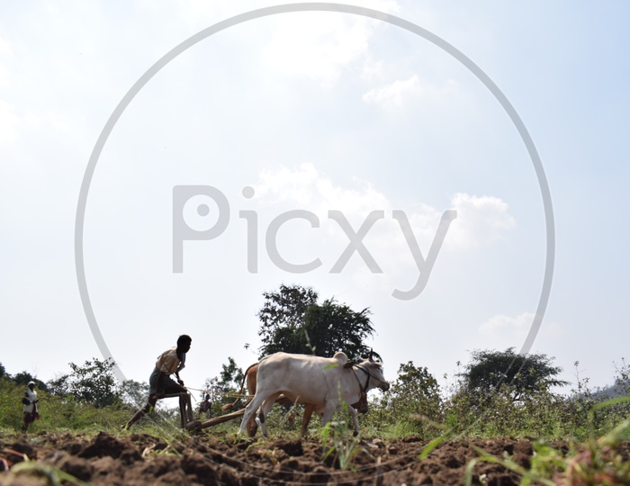 Image of Farmer Ploughing His Agricultural Field With Plough And ...