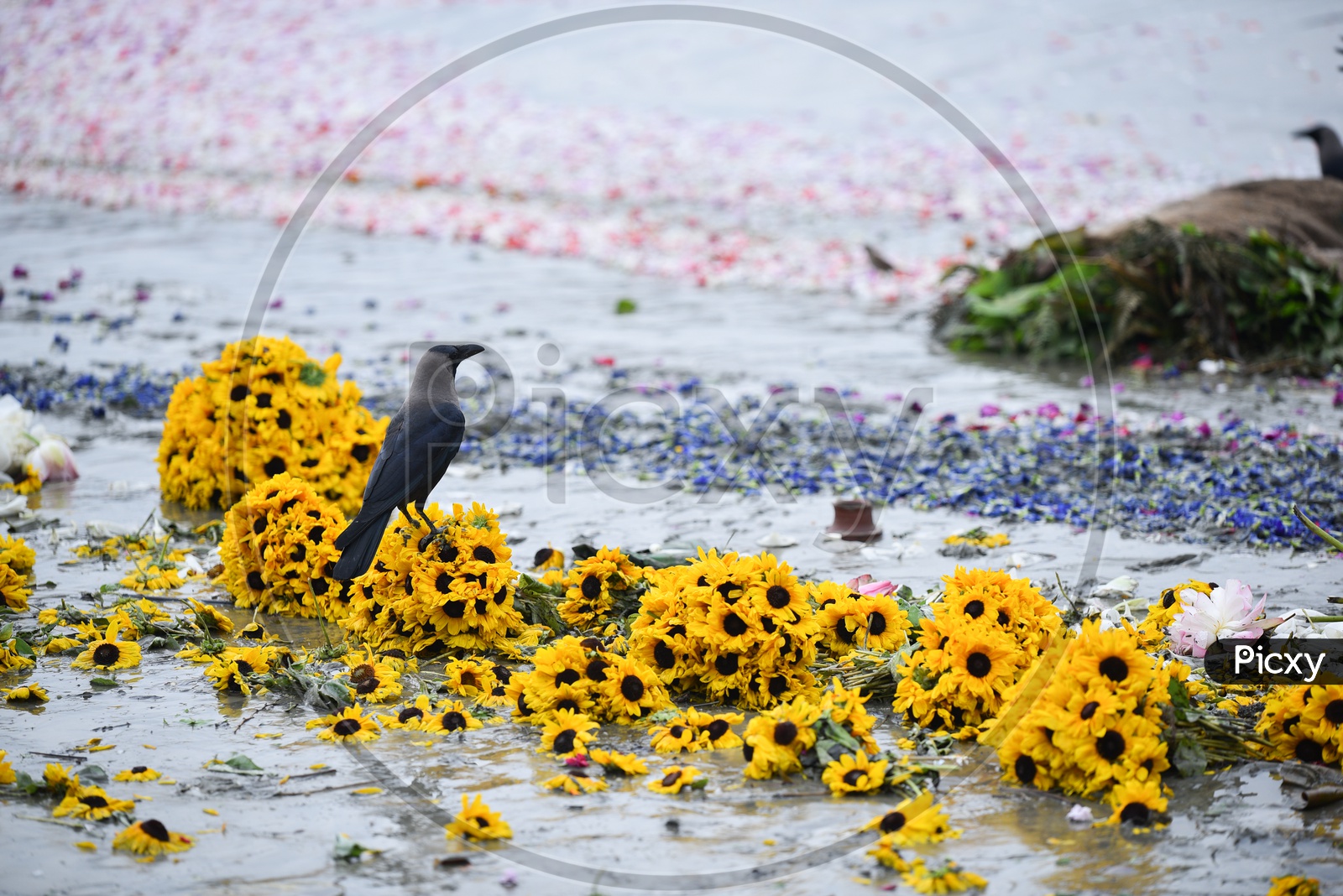 Image of A Crow Standing On The Flowers Fallen on The Bank Of Hooghly ...