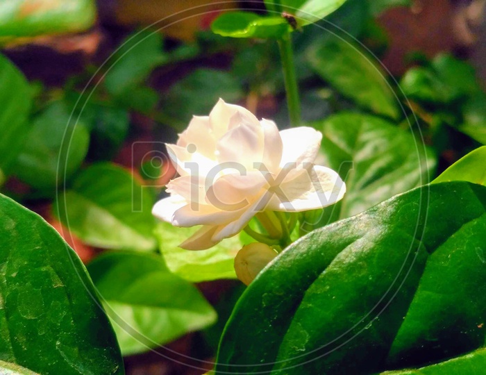 Image of Jasmine or M=Bondu Malli Flower-ET795995-Picxy