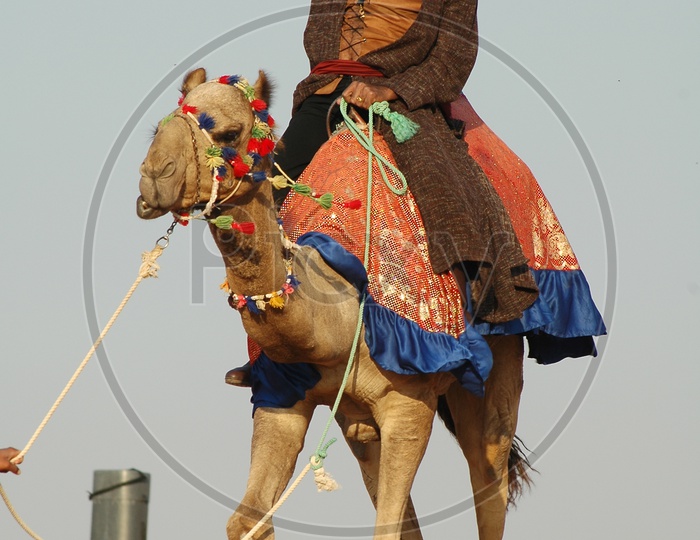 Image of A camel keeper sitting on a camel and posing for a photograph ...