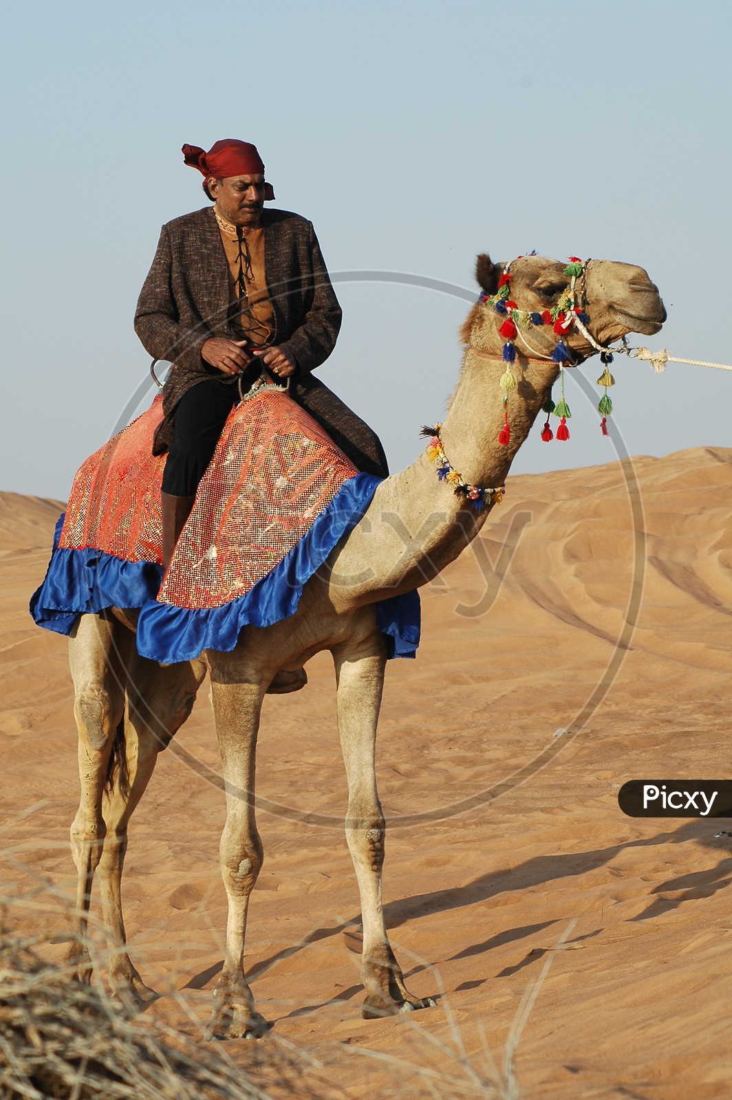 Image of A Desert Man Riding Camel Aggressively on Sand dunes In a ...