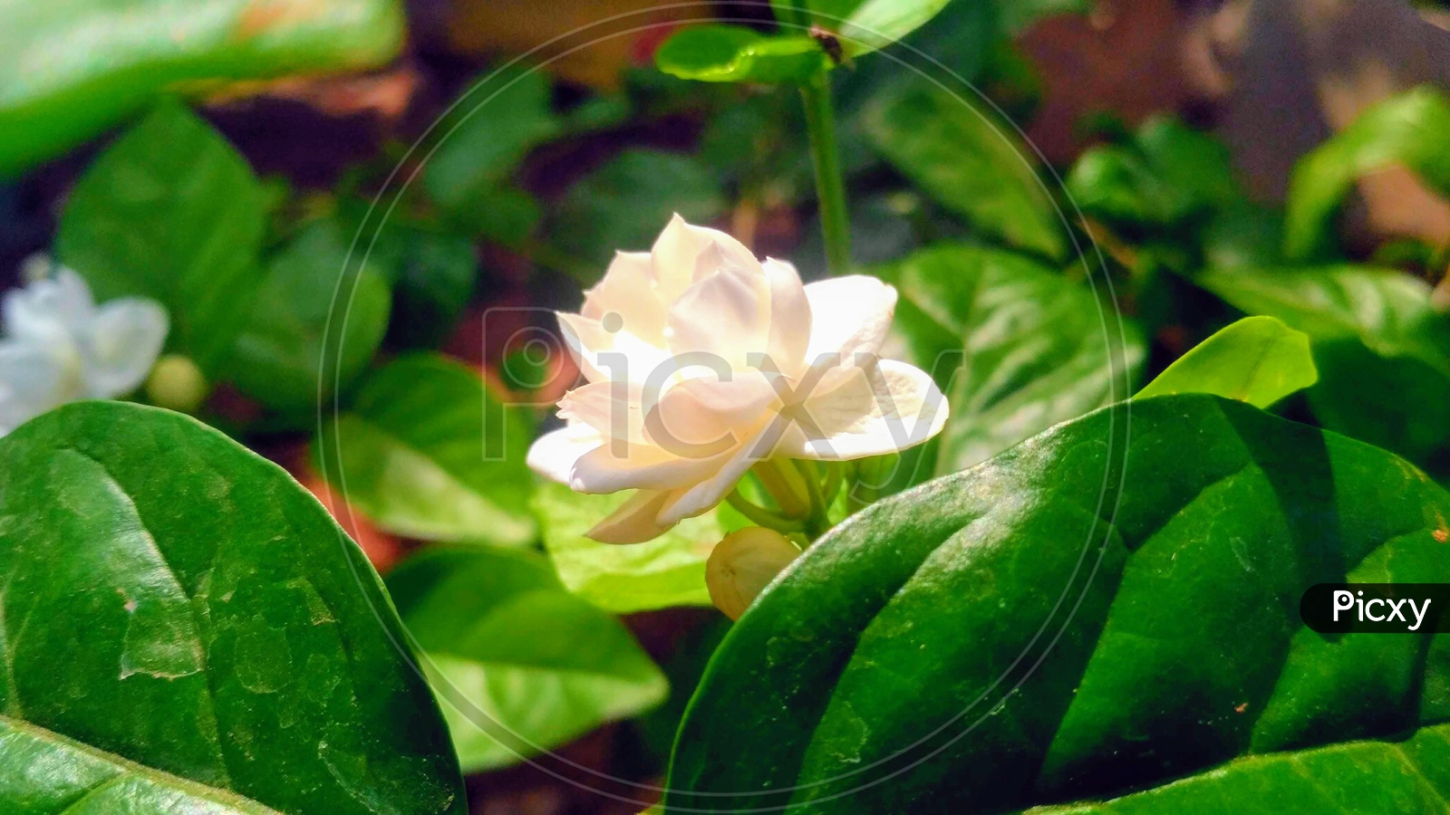 Image of Jasmine or M=Bondu Malli Flower-ET795995-Picxy