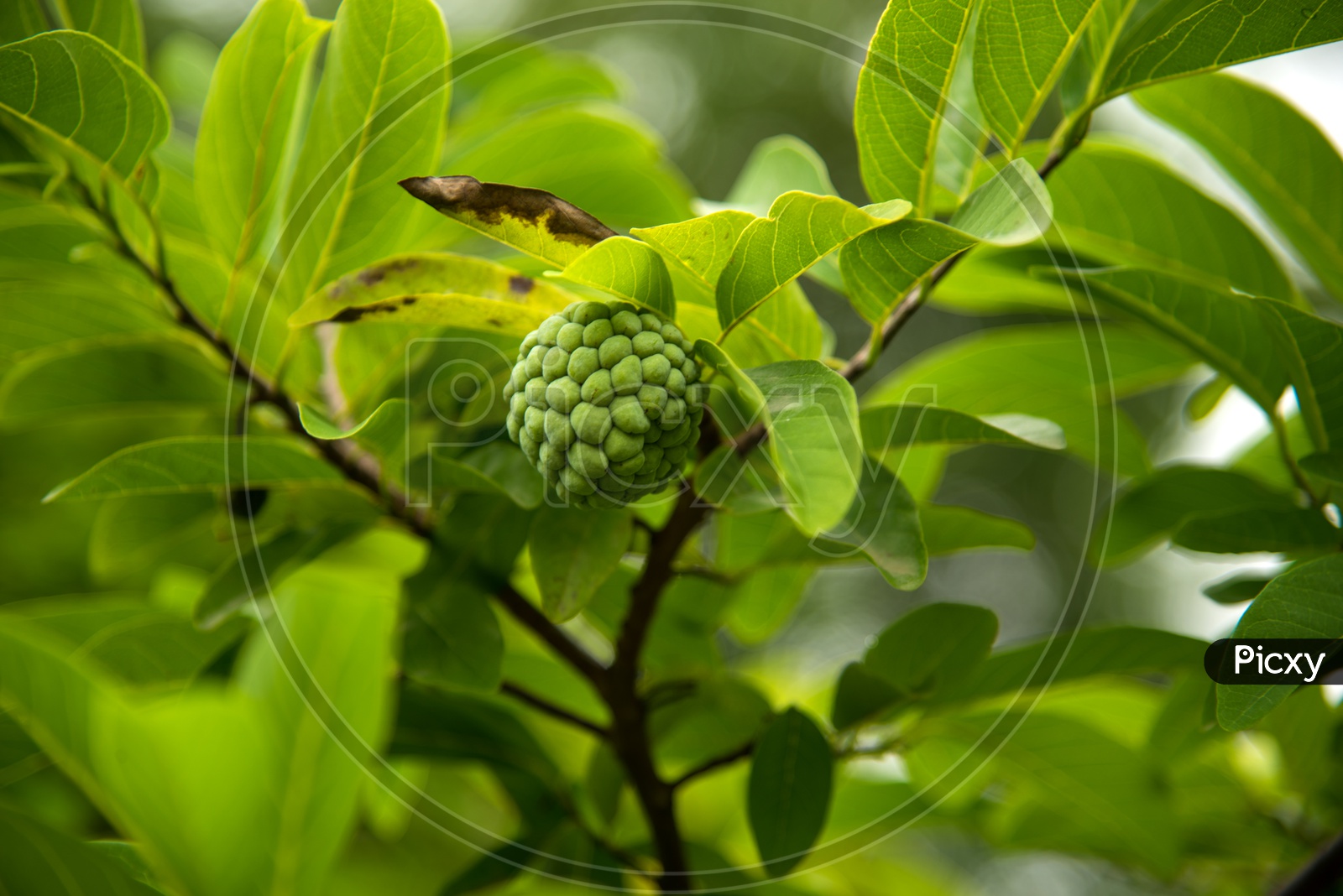 Image of Fresh Green Custard Apples or Sugar Apples Or Seethaphal or ...