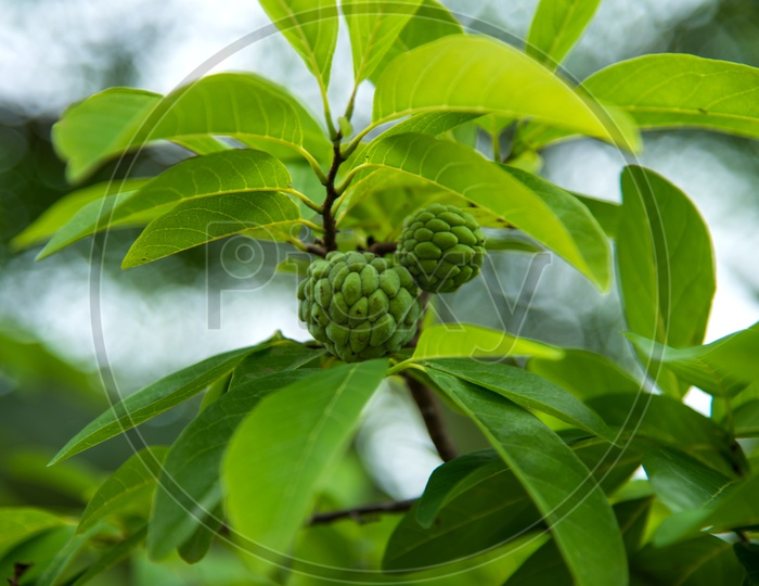 Image of Fresh Green Custard Apples or Sugar Apples Or Seethaphal or ...