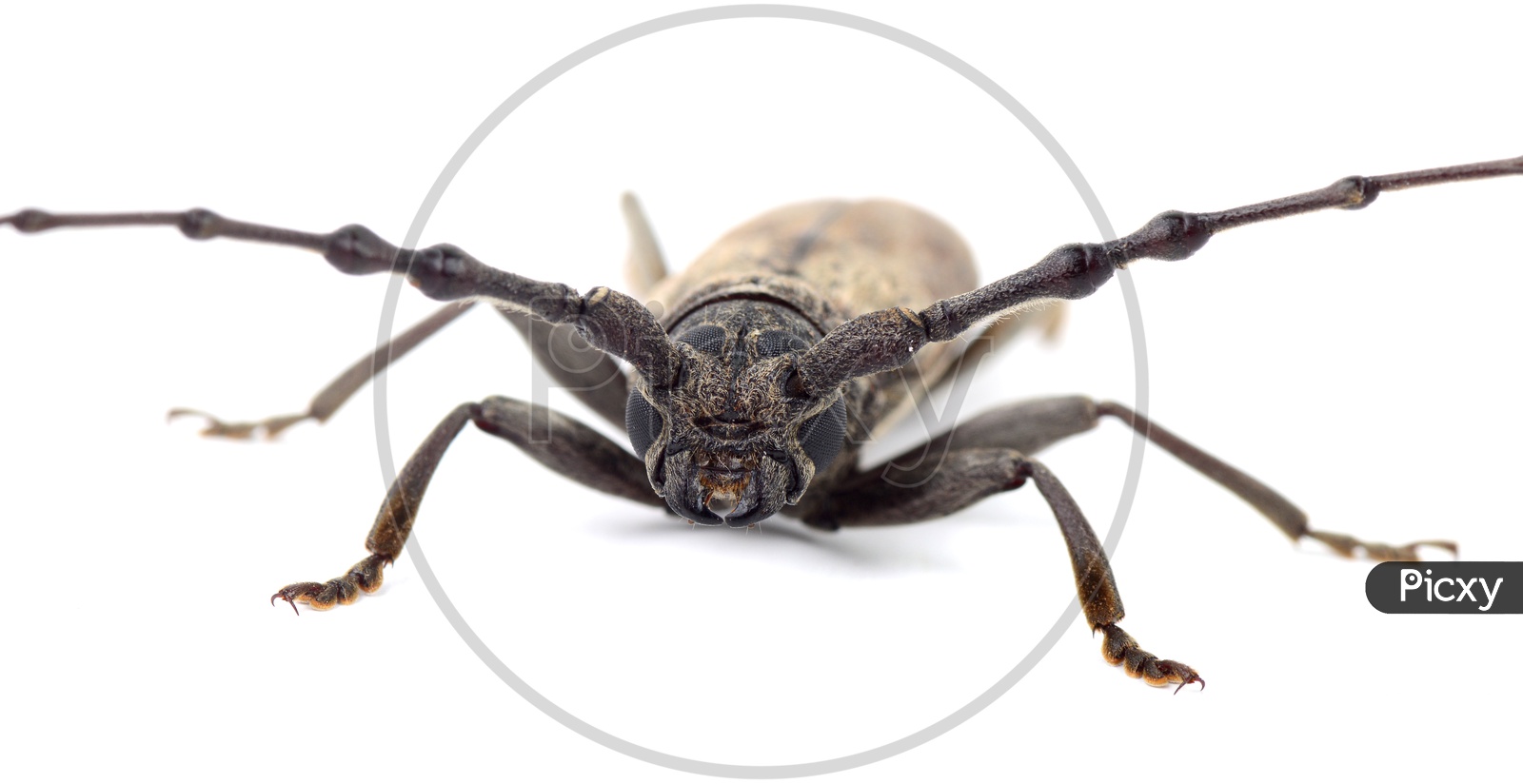 Image of Borer ( Batocera Rufomaculata ) Insect or Wood-Boring Insect ...