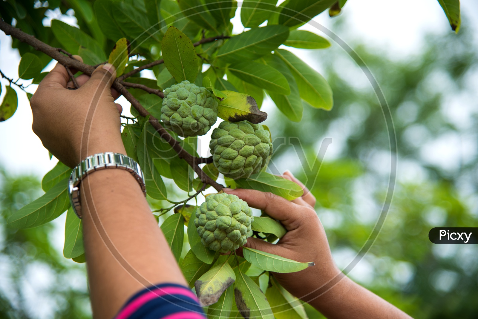 Image of A Young Girl Or Agricultural Student Examining The Custard ...