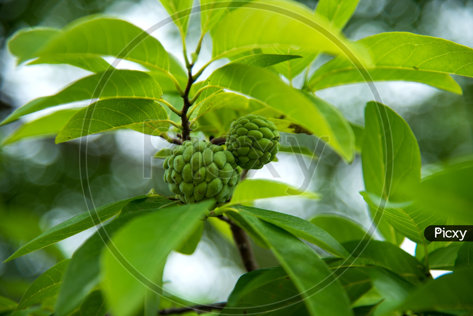 Image of Fresh Green Custard Apples or Sugar Apples Or Seethaphal or ...