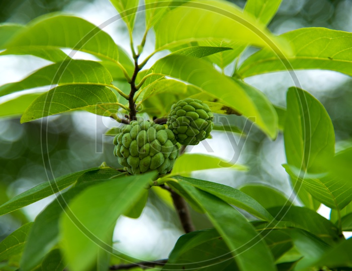 Image of Fresh Green Custard Apples or Sugar Apples Or Seethaphal or ...