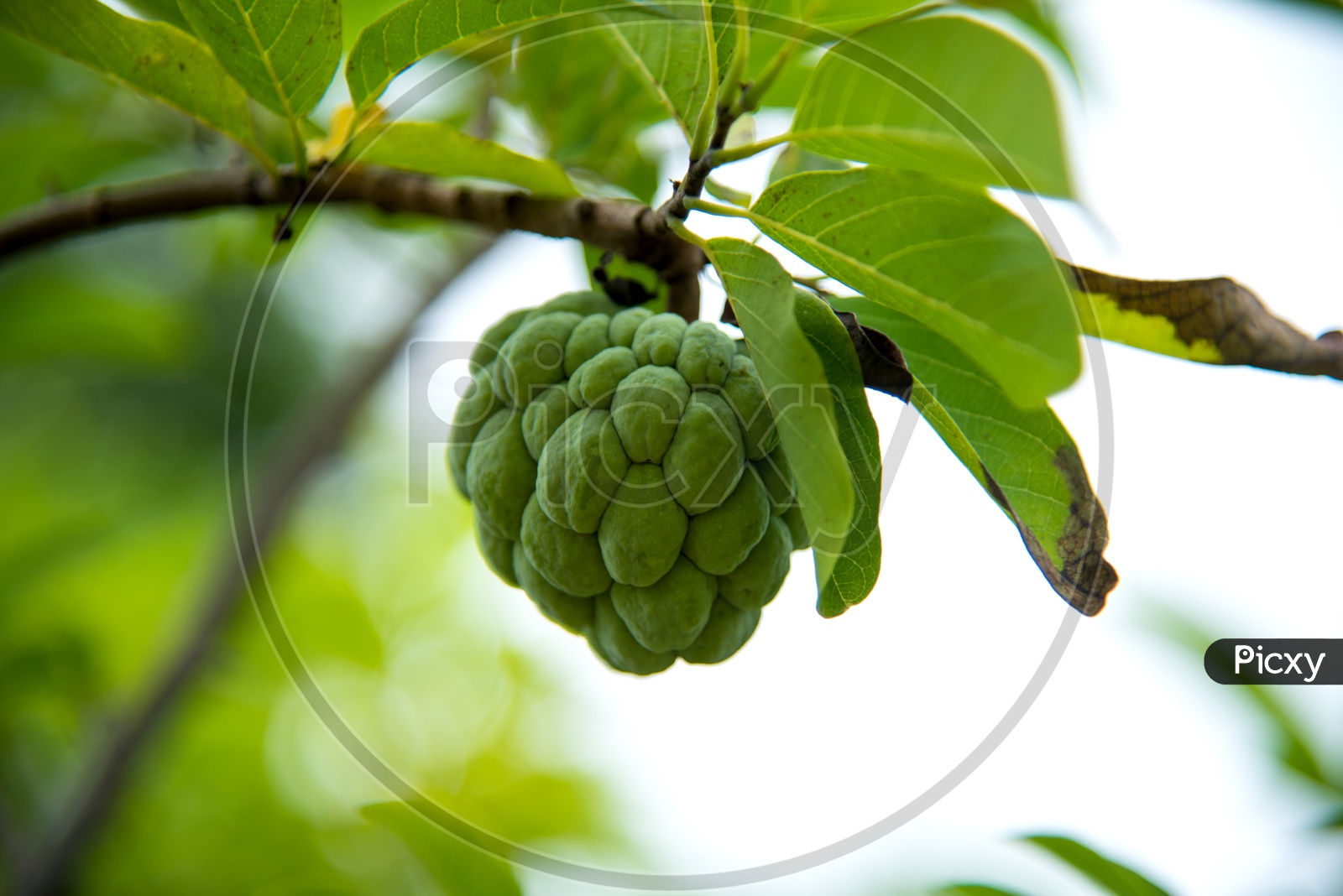Image of Fresh Green Custard Apples or Sugar Apples Or Seethaphal or ...