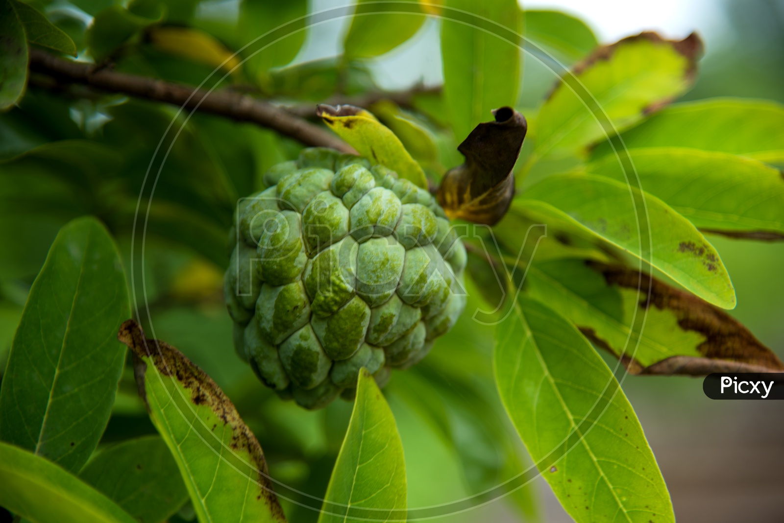 Image of Fresh Green Custard Apples or Sugar Apples Or Seethaphal or ...