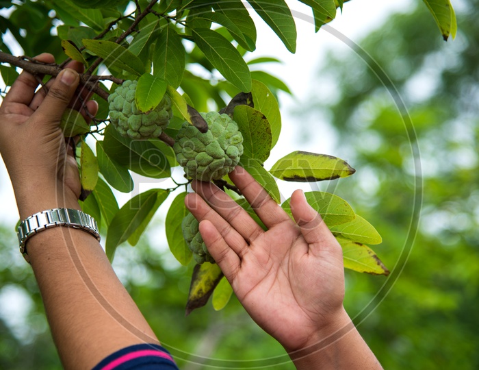 Image of A Young Girl Or Agricultural Student Examining The Custard ...