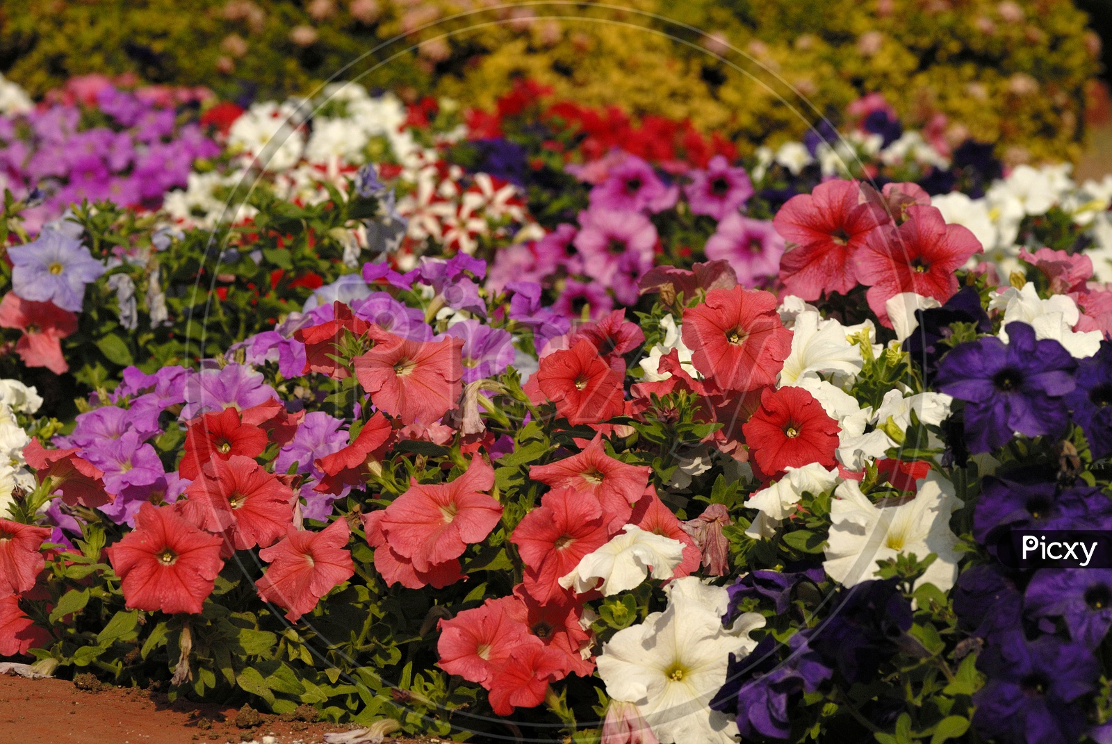 Image of Colorful Datura Family Flowers on a Garden Plants-DX627533-Picxy