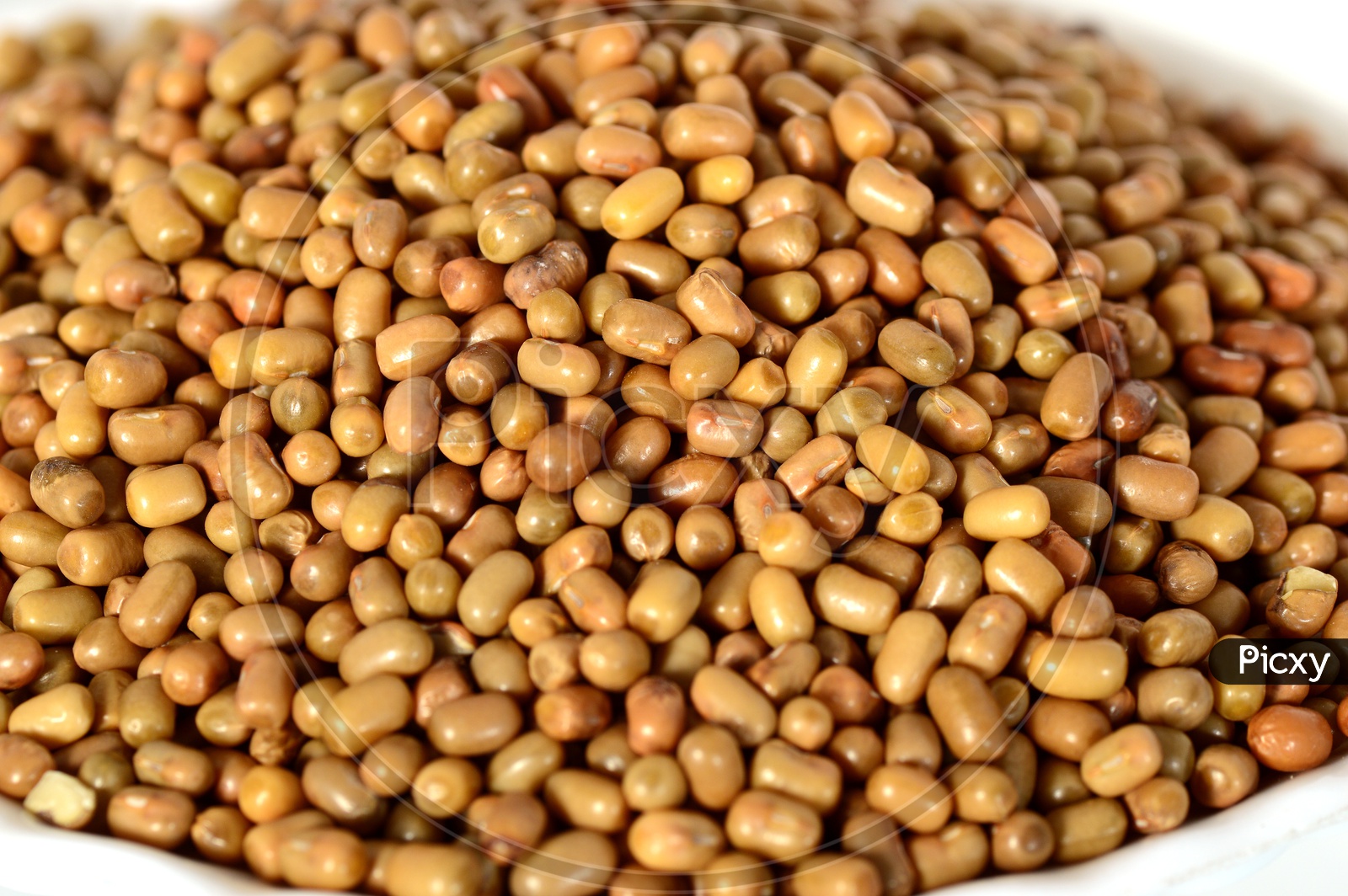 Image of Moth Bean or Dew Bean or Legume Or Turkish Gram Or Mat Bean Or ...