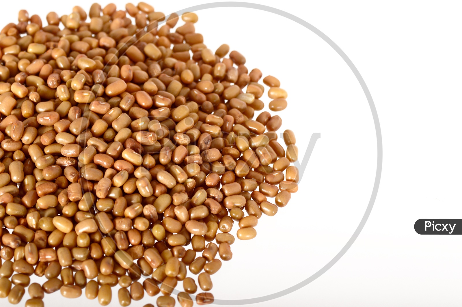 Image of A Heap of Moth Bean or Dew Bean or Legume Or Turkish Gram Or ...