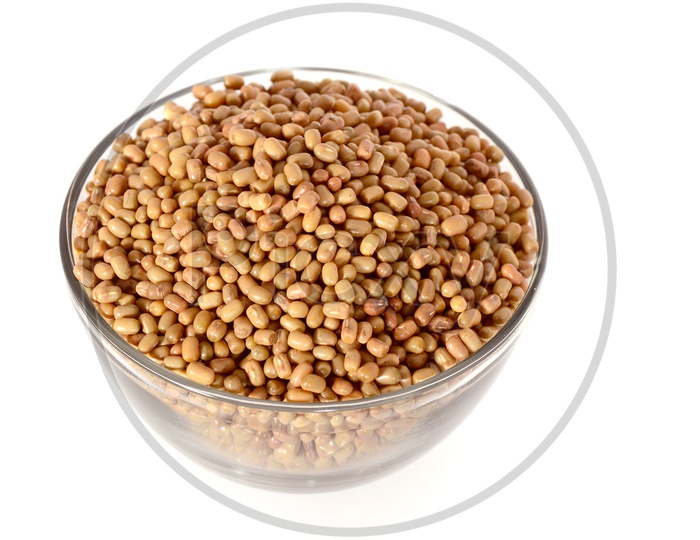 Image of Moth Bean or Dew Bean or Legume Or Turkish Gram Or Mat Bean Or ...