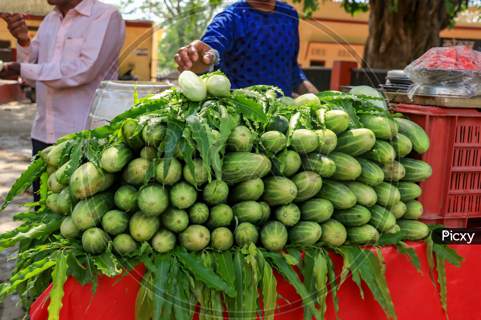 Image of Street vendor selling cucumber on a hot sunny day-MQ647356-Picxy
