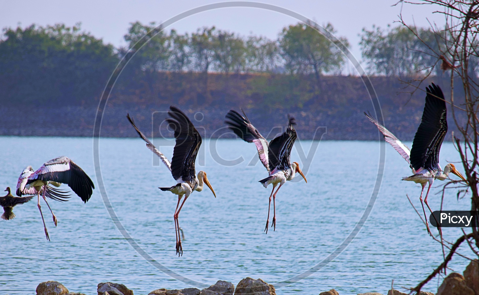 Image of Stages of flight of a stroke!-RY490584-Picxy
