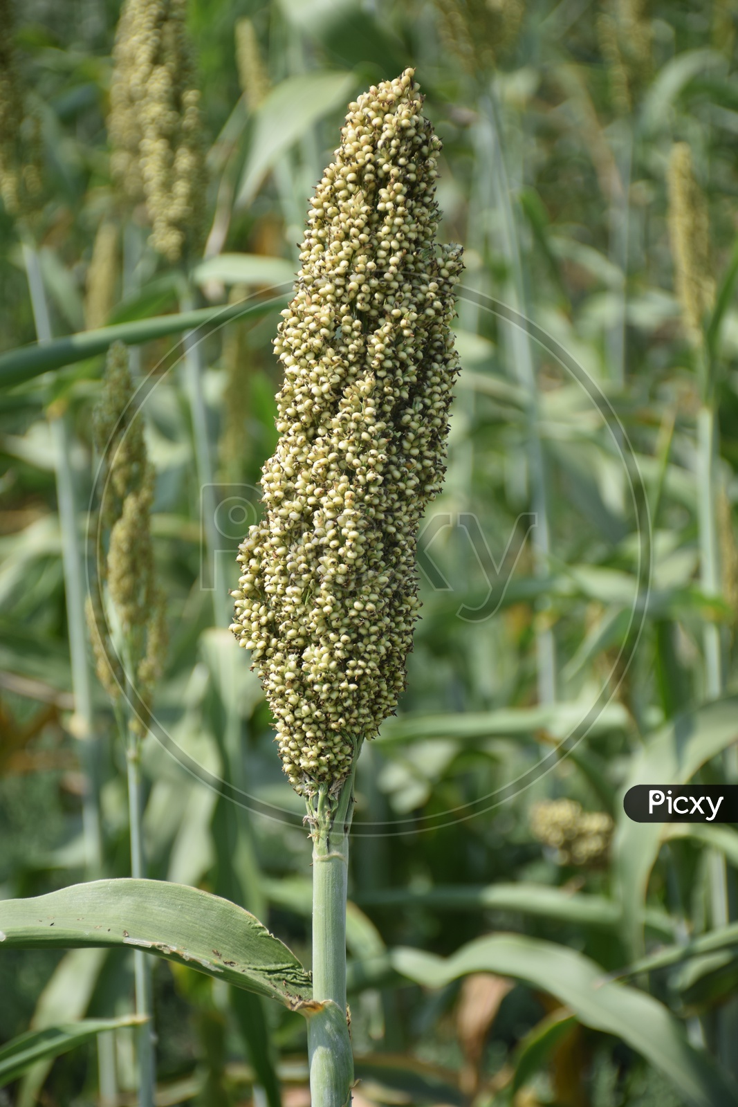 Image of Fodder. Jowar-CI531532-Picxy