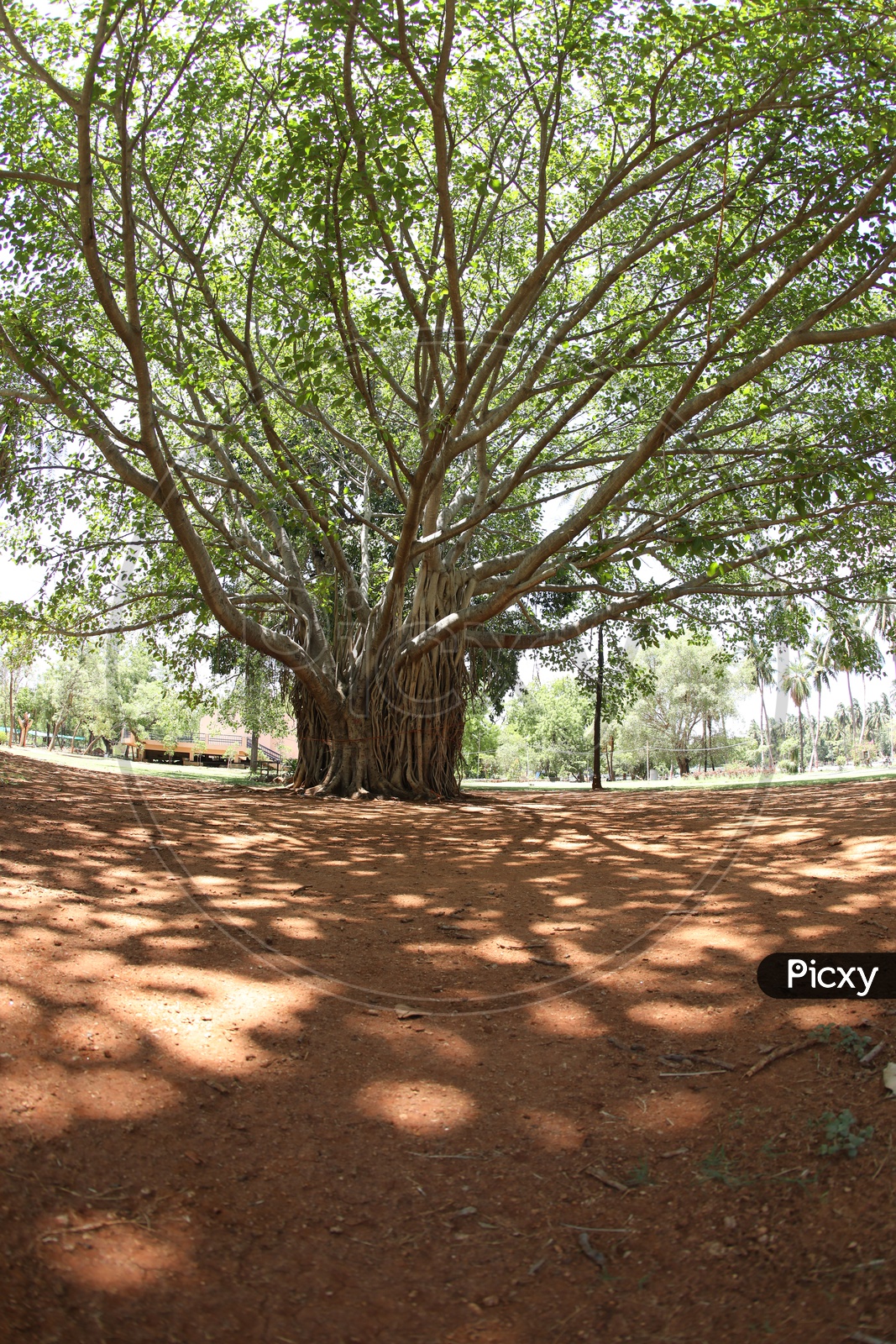 Image of An Isolated Banyan Tree With Roots And Shadow of Banyan Tree ...