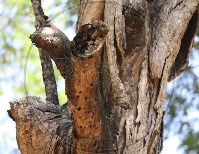 Image of Texture of a Dried Tree Stem With Corrosive Holes-QV560939-Picxy