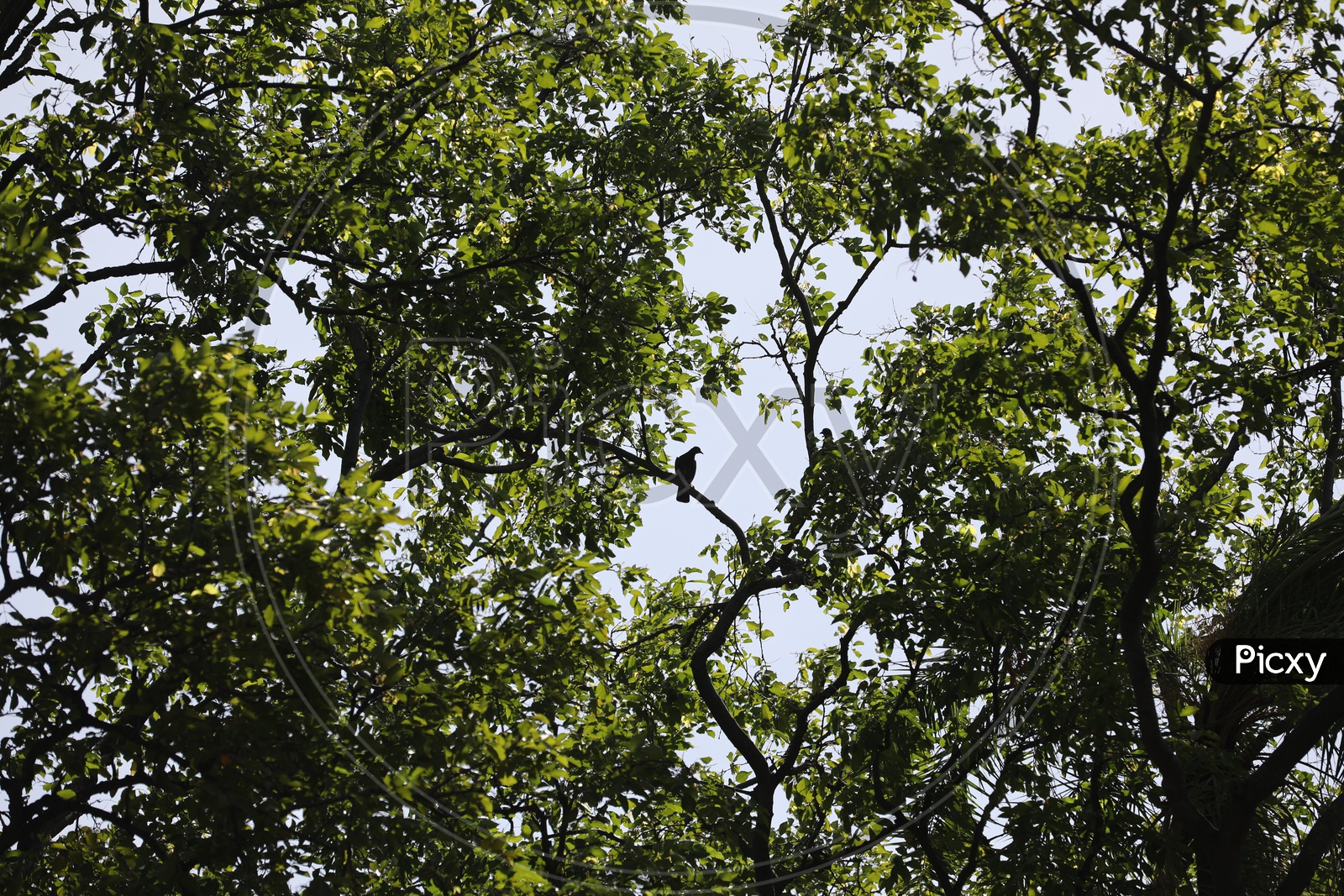 Image of Pigeon or Bird Standing On Branch of a Tree-CU421878-Picxy