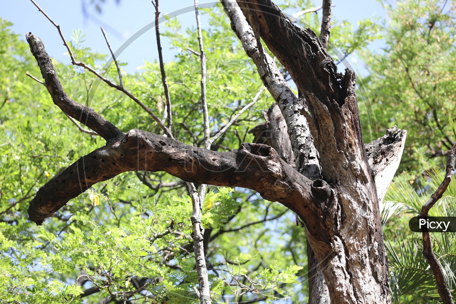 Image of Texture of a Dried Tree Stem With Corrosive Holes-SO921431-Picxy