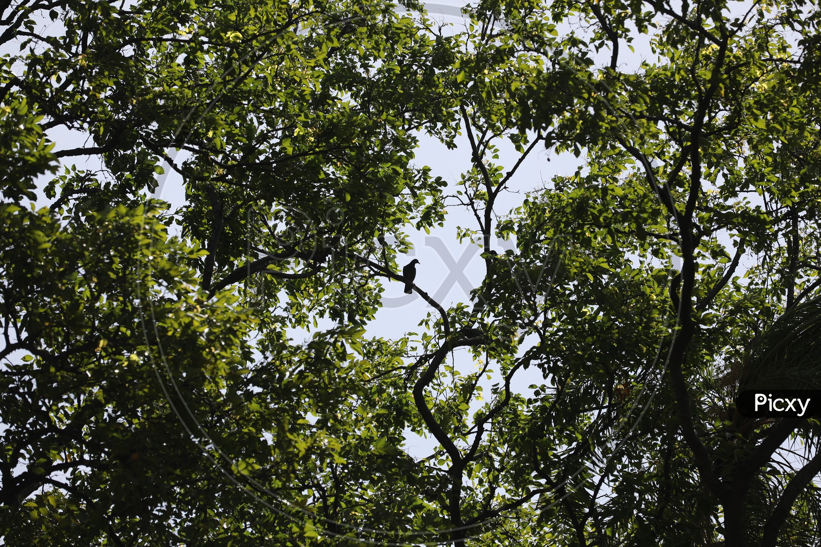 Image of Pigeon or Bird Standing On Branch of a Tree-SD232200-Picxy
