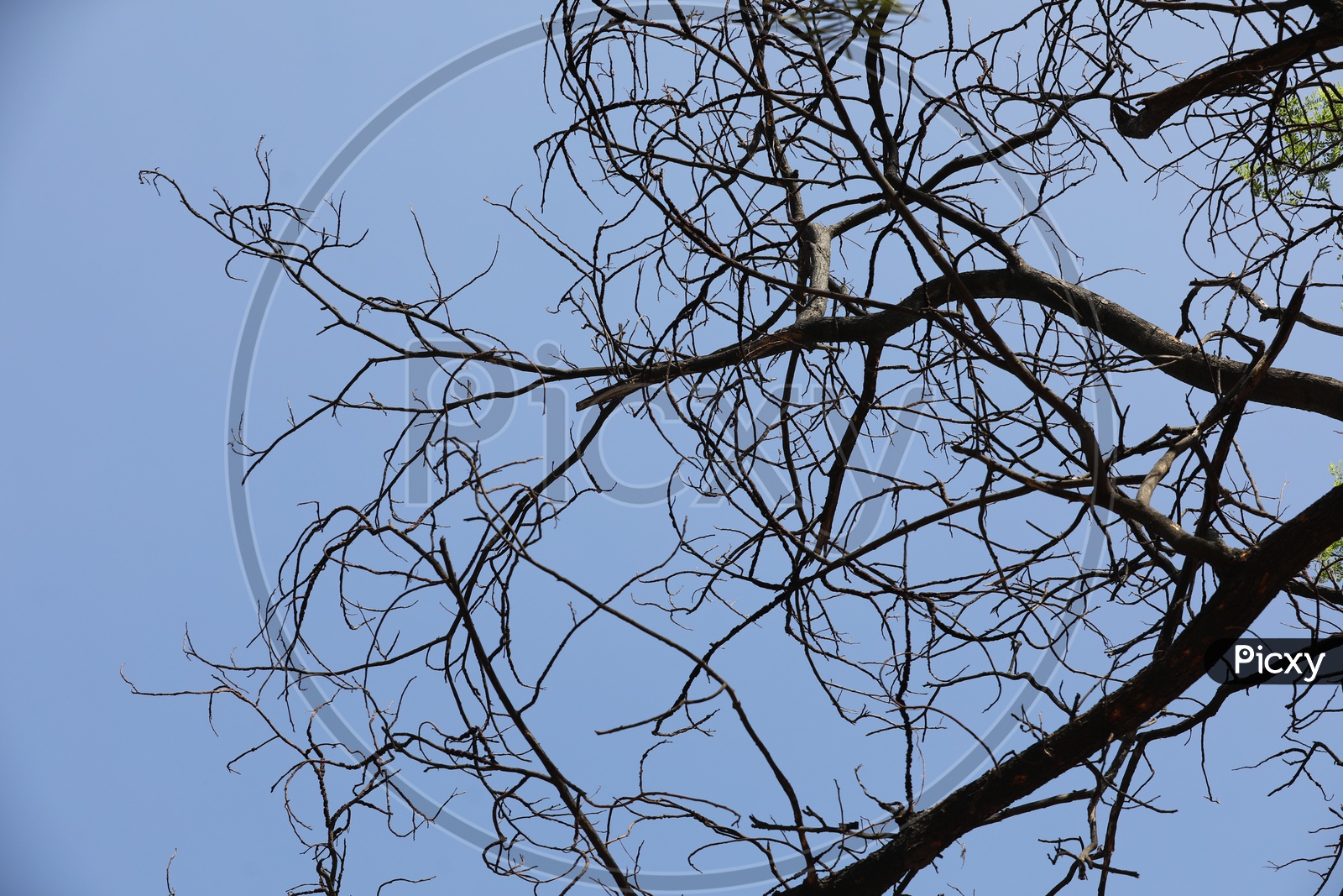 Image of Dried Tree Branches With out Leafs-QA834064-Picxy