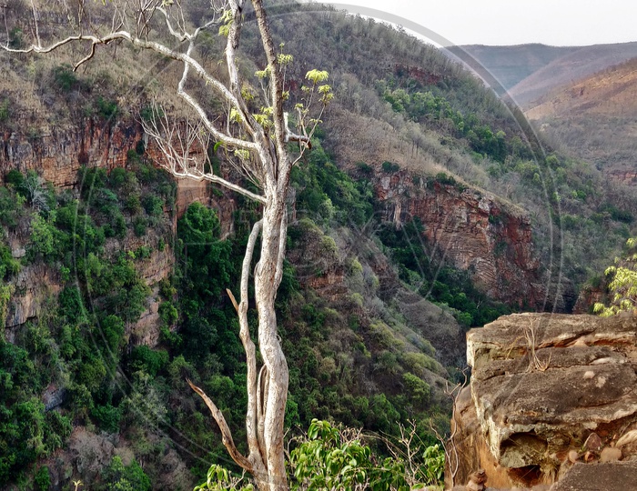 Image of Leaf Less Trees In Forests-XE656566-Picxy