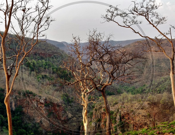 Image of Leaf Less Trees In Forests-NL698306-Picxy