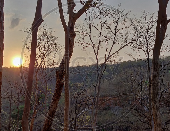 Image of Leaf Less Trees In Forests-BK960654-Picxy