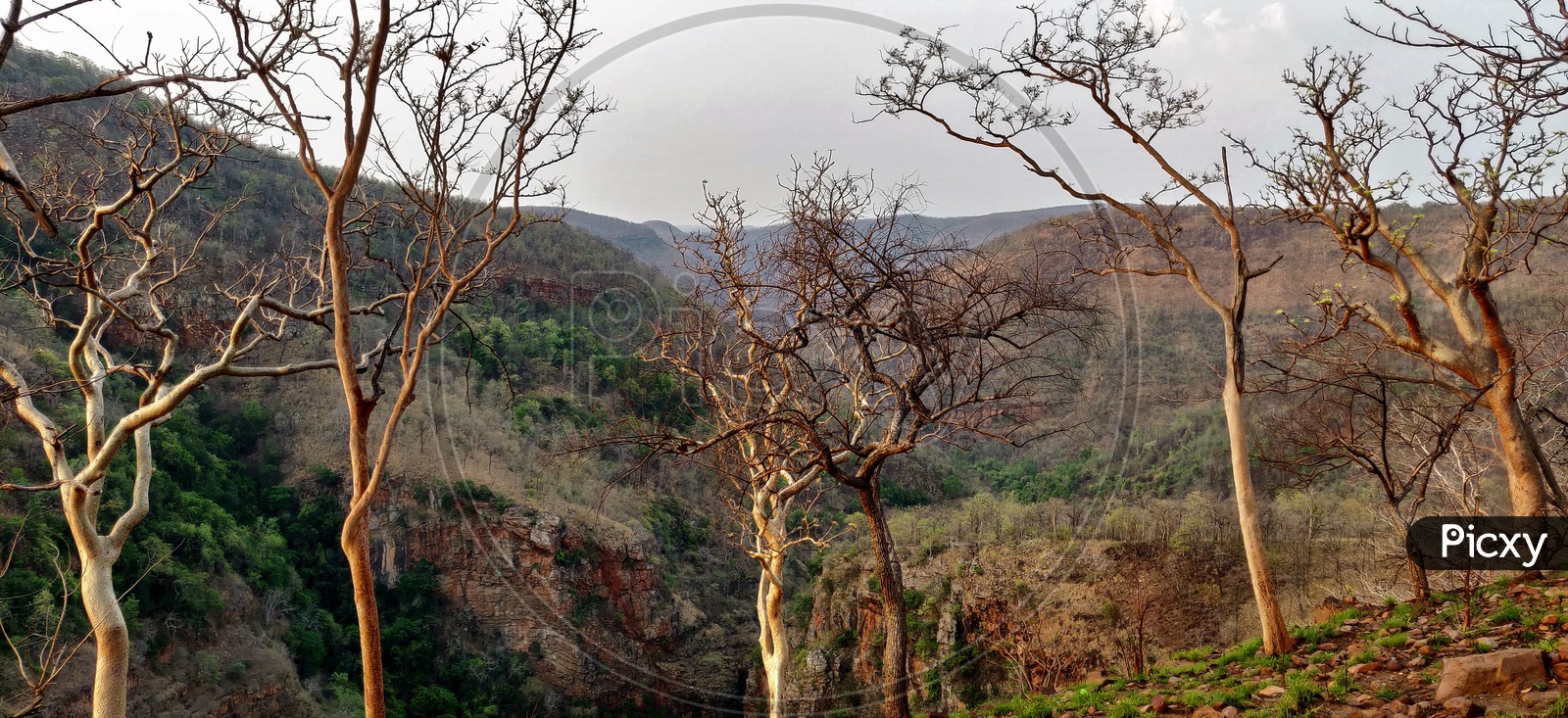 Image of Leaf Less Trees In Forests-NL698306-Picxy