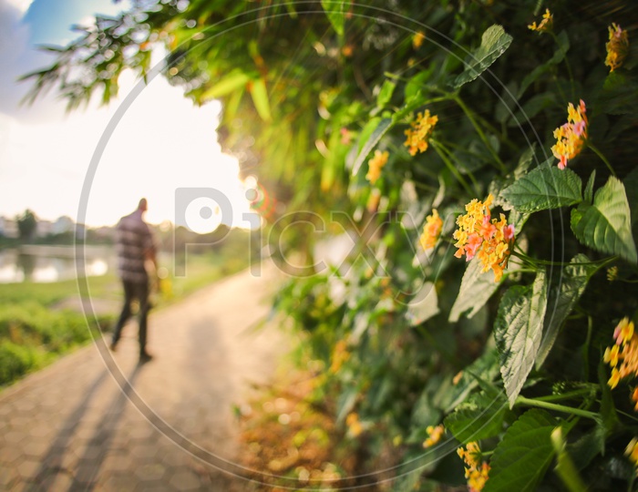Image of Flowers Of a Creep Plant in a Park-CL572515-Picxy