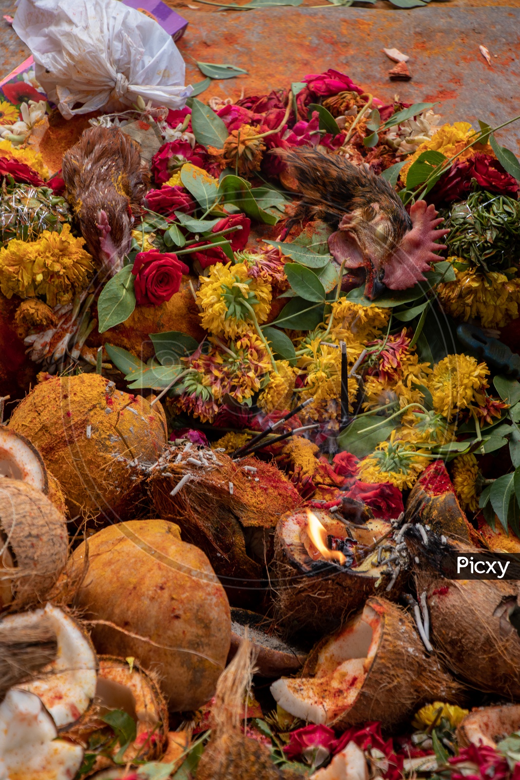 Image of Pile Of Coconut Breakings At The Hindu Worship Places During ...