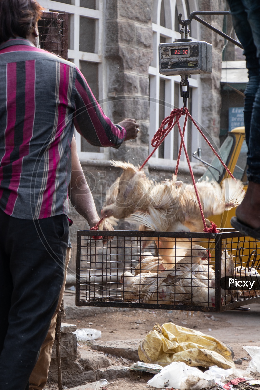 Image of Hens Or Live Chicken Or Broiler Chicken Or Farm Chicken Being ...