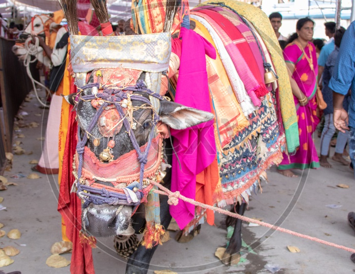 Image of Gangireddu Or Decorated bulls or Basavanna or Decorated Ox ...