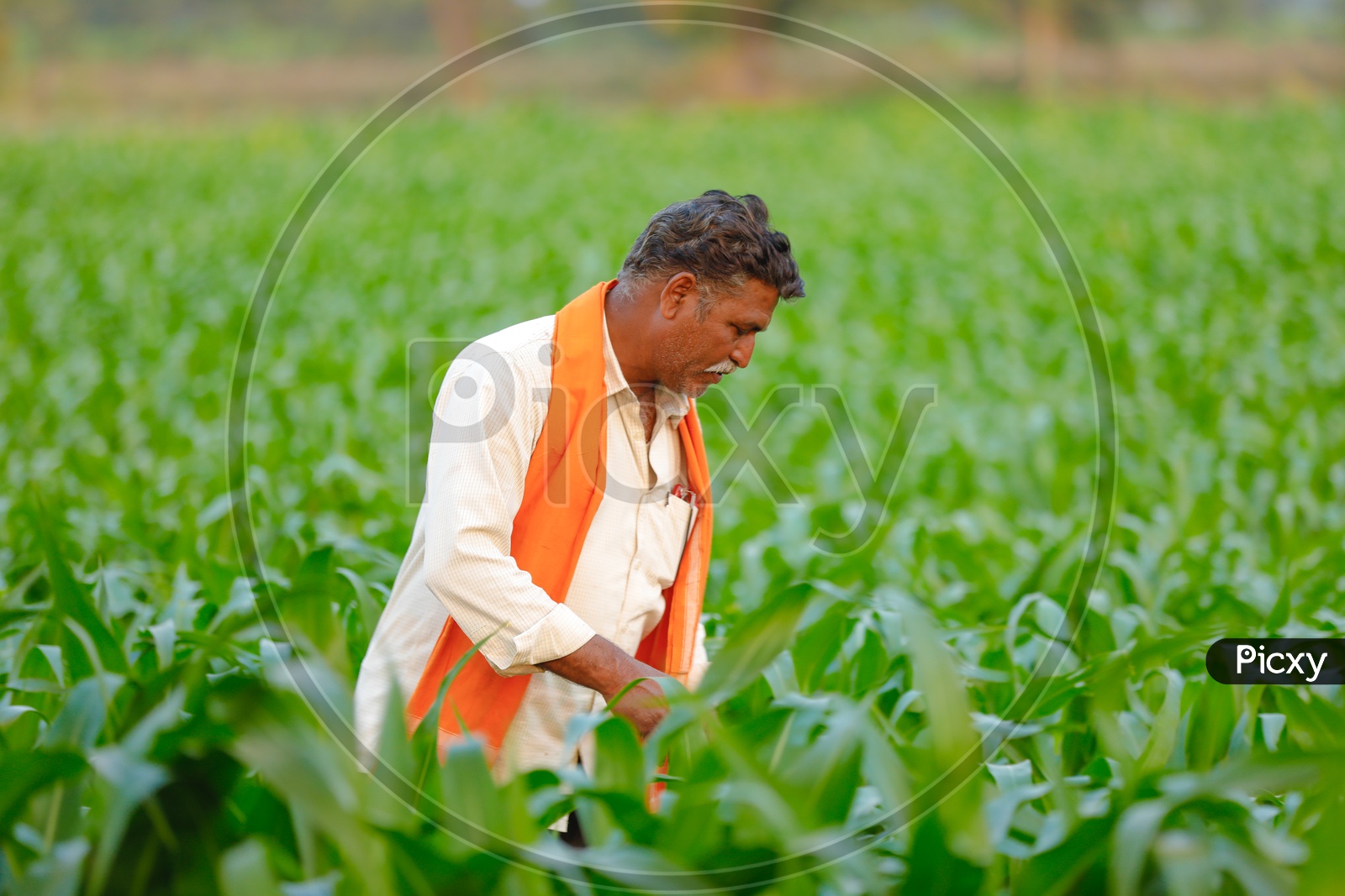 Image of Indian Farmer Inspecting The Green Corn Crop in an ...