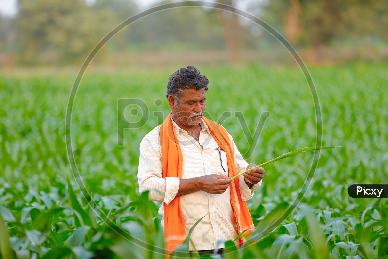 Image of Indian Farmer Inspecting The Green Corn Crop in an ...