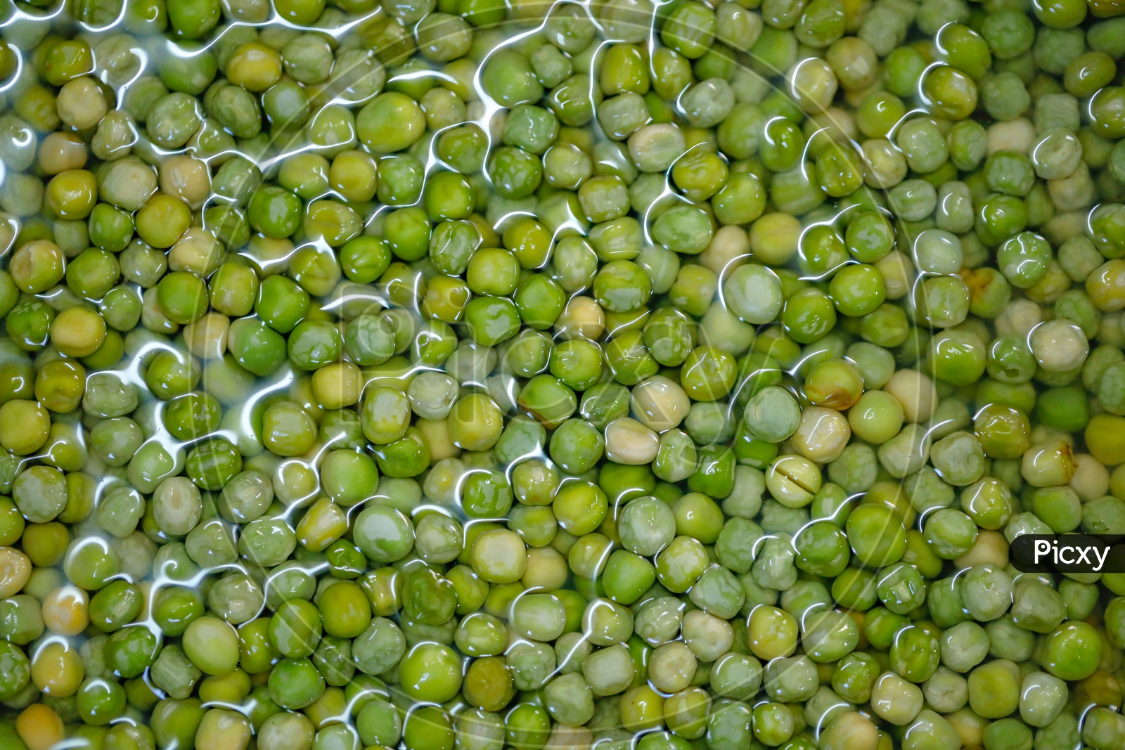 Image of Soaked Green Peas Or Green Batani-JC666821-Picxy