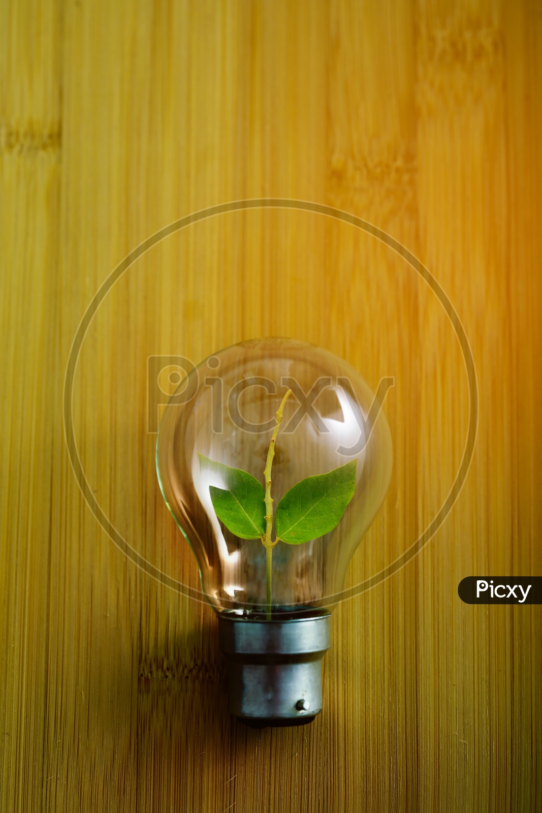 Image of Green Leaf In Electric Bulb On an Wooden Background-OD739617-Picxy