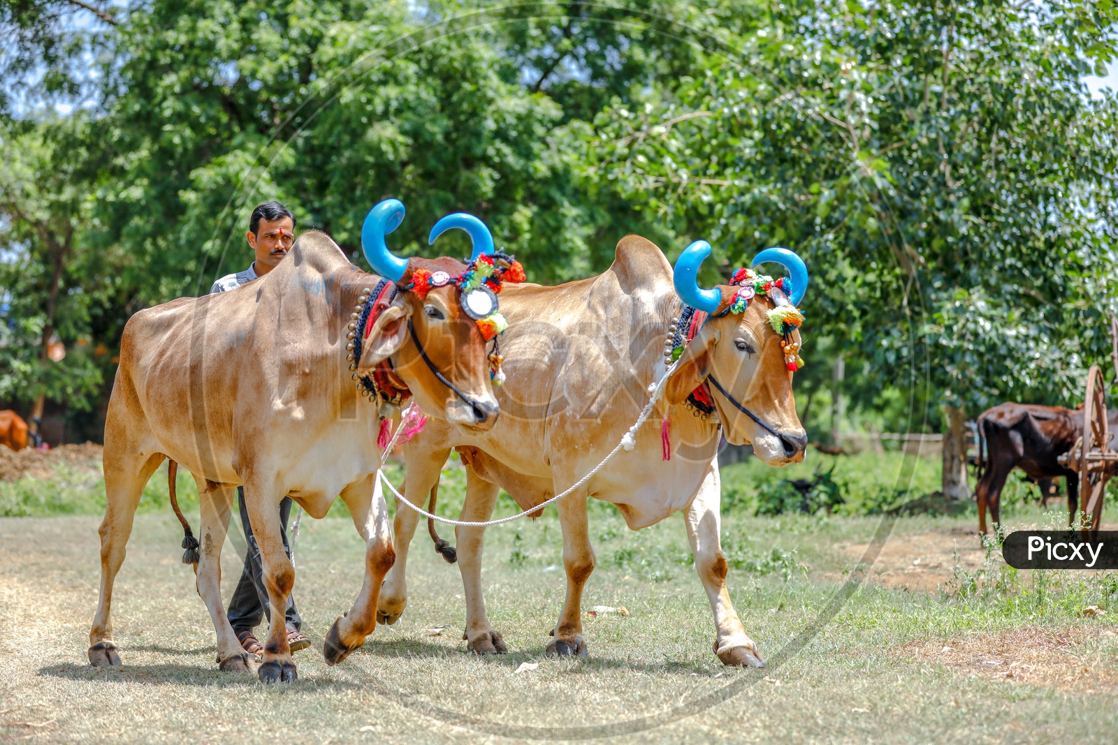 Image of Decorated Bulls or OX By Farmers Of Maharashtra For Pola ...